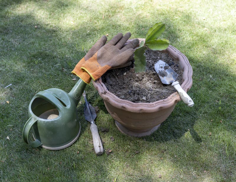 Planting Dragon Fruit Plant in Container Stock Photo - Image of pitaya ...