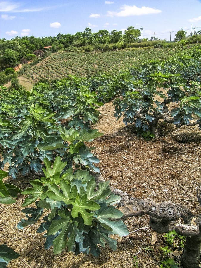 Planting figs stock image. Image of production, america - 99724333