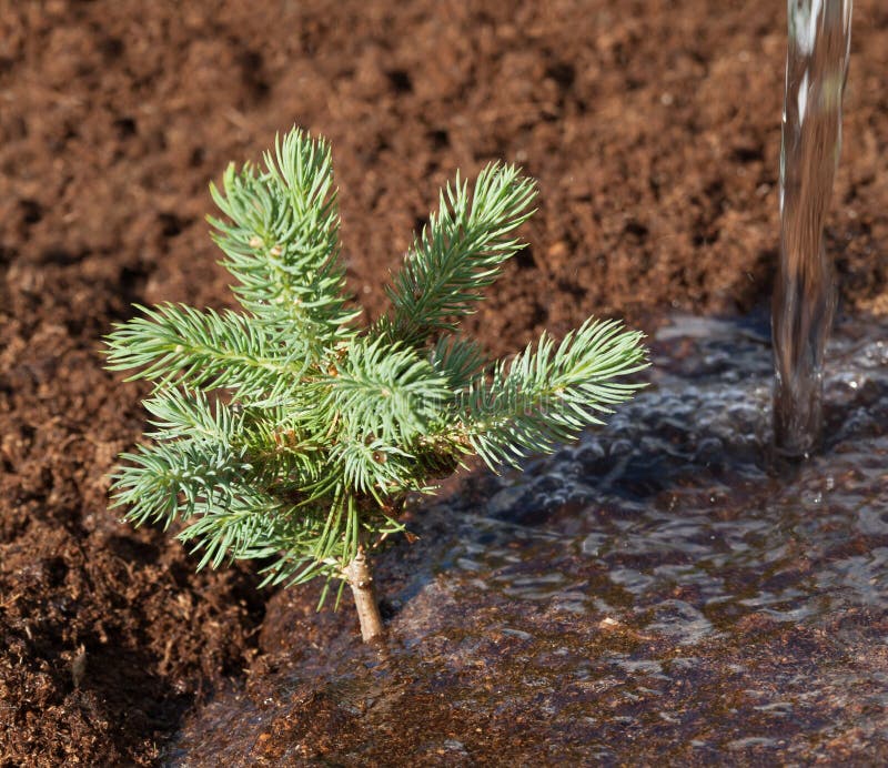 Planting of a fir tree stock photo. Image of growth - 153814660