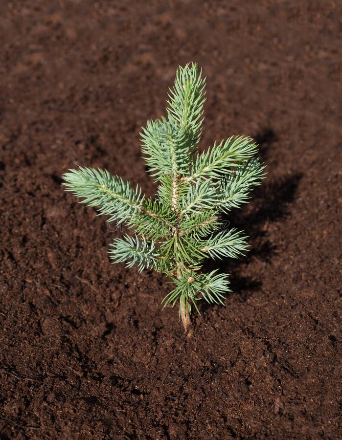 1,681 Fir Tree Sapling Stock Photos - Free & Royalty-Free Stock Photos ...
