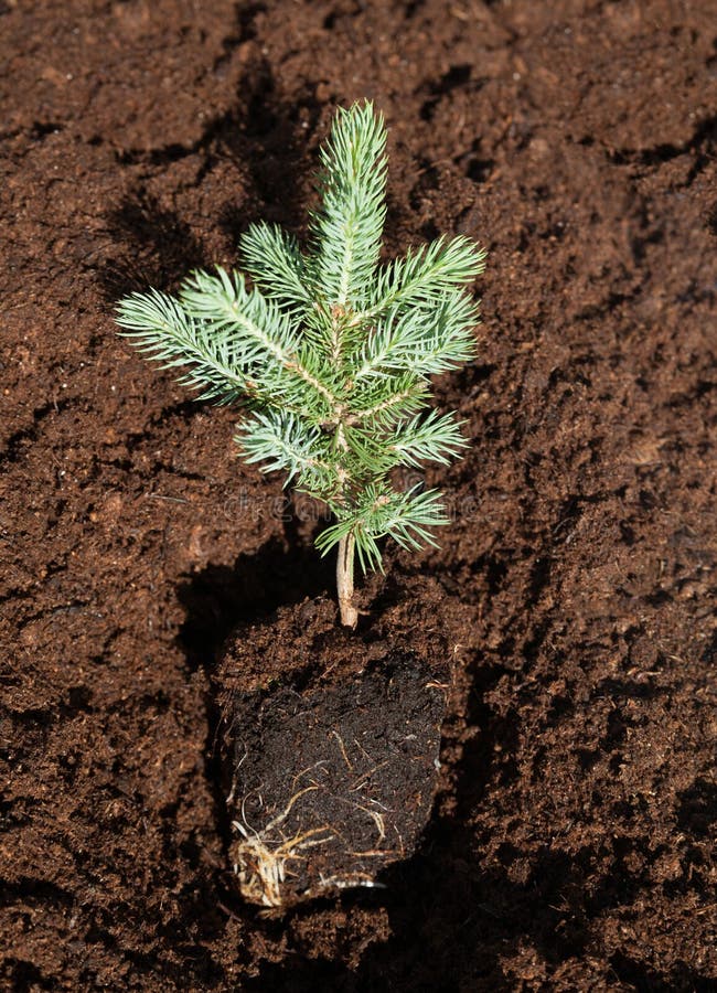 Planting of a fir tree stock photo. Image of glauca - 153814708