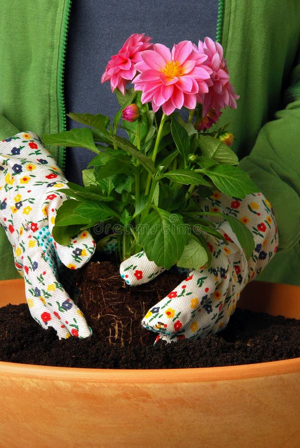 Planting a flower stock photo. Image of agriculture, cultivation - 9324544