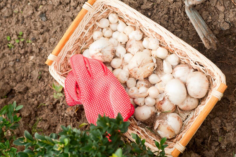 Planting flower bulbs stock photo. Image of natural, beauty - 43010320