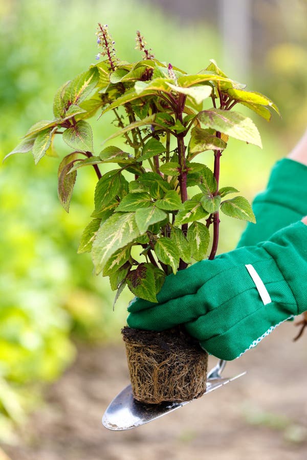 Plant in hand stock photo. Image of botany, flower, branch - 3974880
