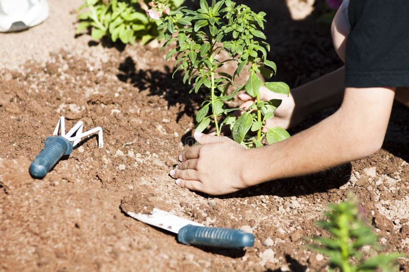Planting a flower garden stock image. Image of shovel - 12830013