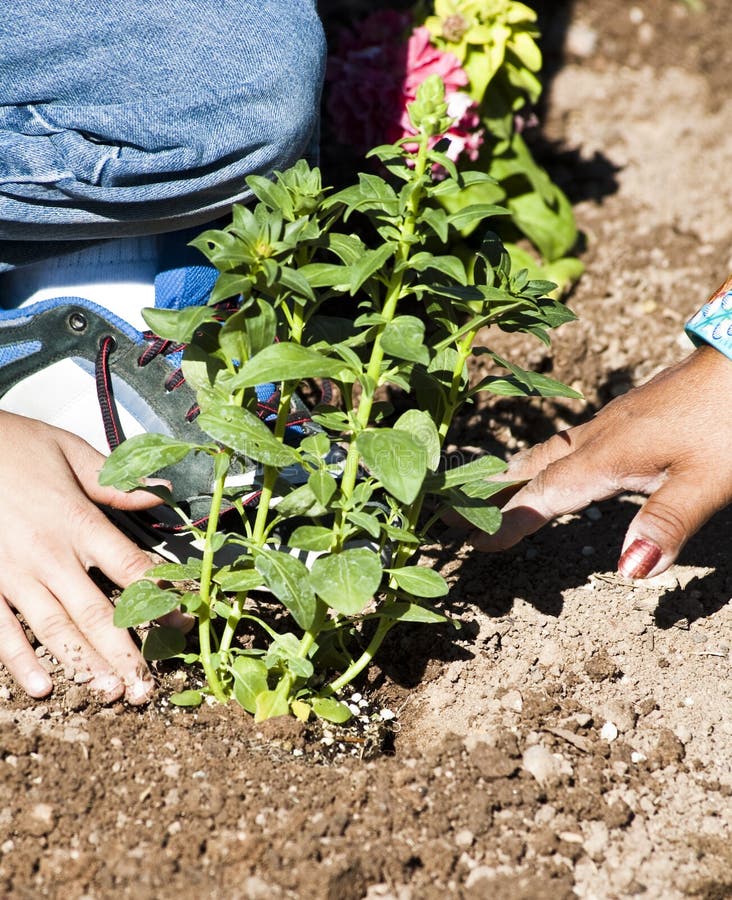 Planting a flower garden stock image. Image of arms, dirt - 13537995