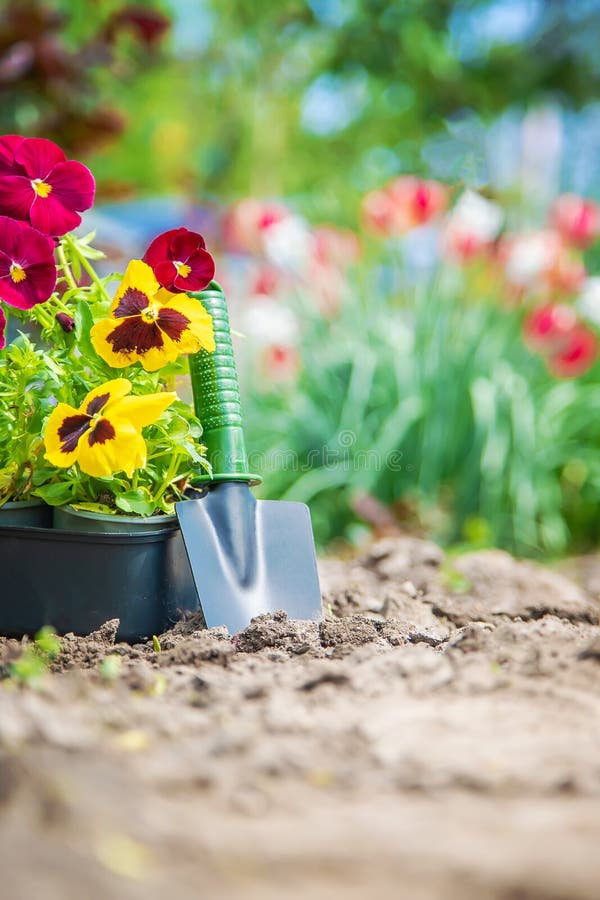Planting a Flower Garden, Spring Summer. Selective Focus Stock Image ...