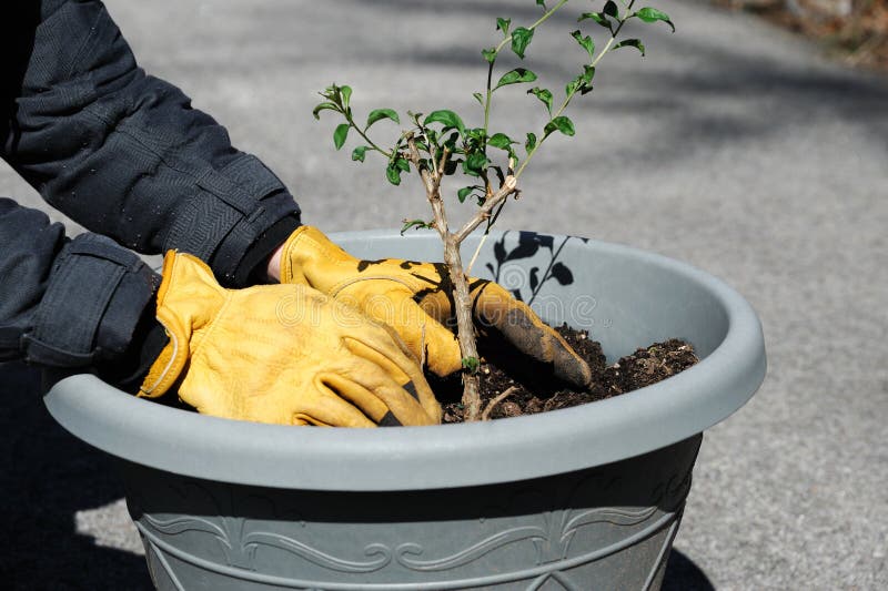 Planting flower in the pot stock photo. Image of spring - 71380472