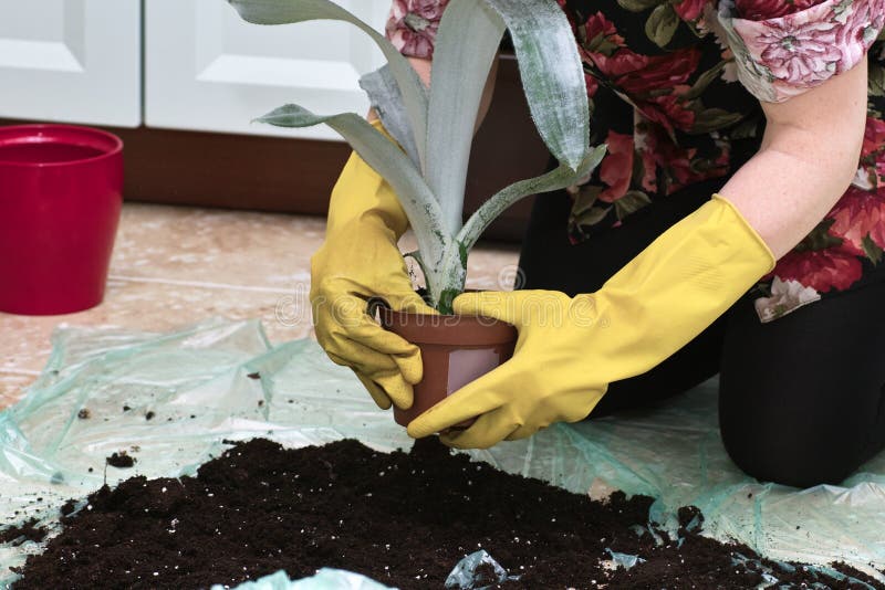 Planting a flower. stock photo. Image of fertilising - 38658938