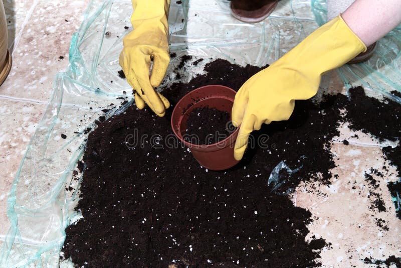 Planting a flower. stock image. Image of flowerpot, gardener - 38659879