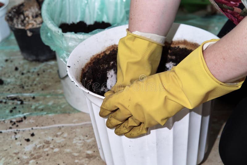 Planting a flower. stock image. Image of leaf, person - 38660313