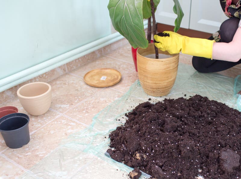 Planting a flower. stock image. Image of planting, people - 38934023