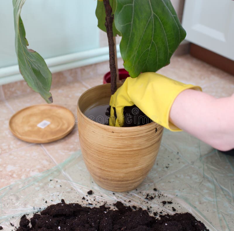 Planting a flower. stock photo. Image of leaf, flora - 38934028