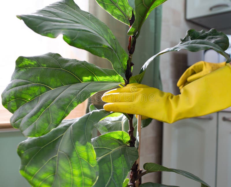 Planting a flower. stock image. Image of brown, gardener - 38934093