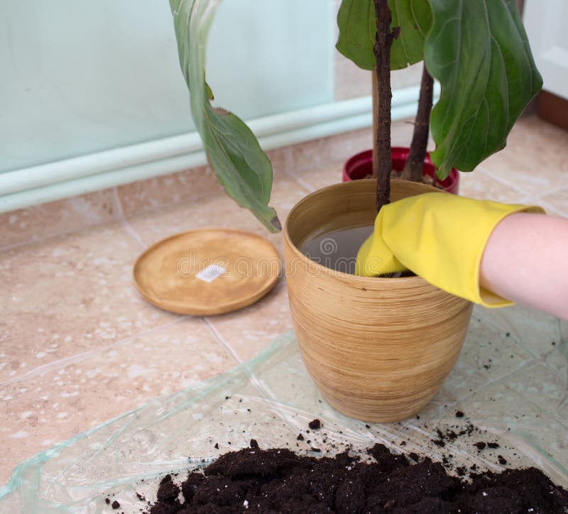 Planting a flower. stock photo. Image of parts, flowerpot - 38934114