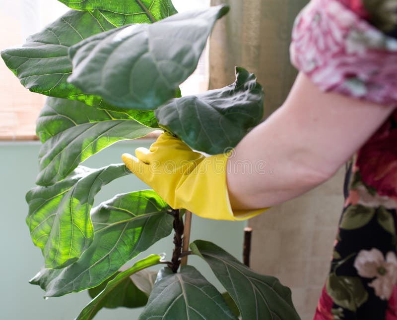 Planting a flower. stock photo. Image of brown, flooring - 38934134
