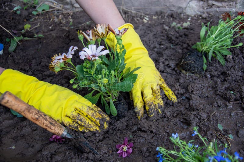 Planting Flowers into a Soil with Garden Tools Stock Image - Image of ...