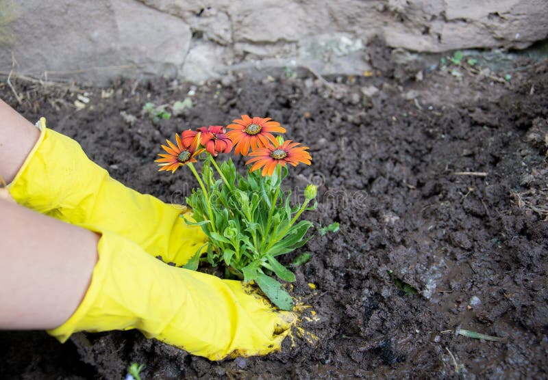 Planting Flowers into a Soil with Garden Tools Stock Photo - Image of ...