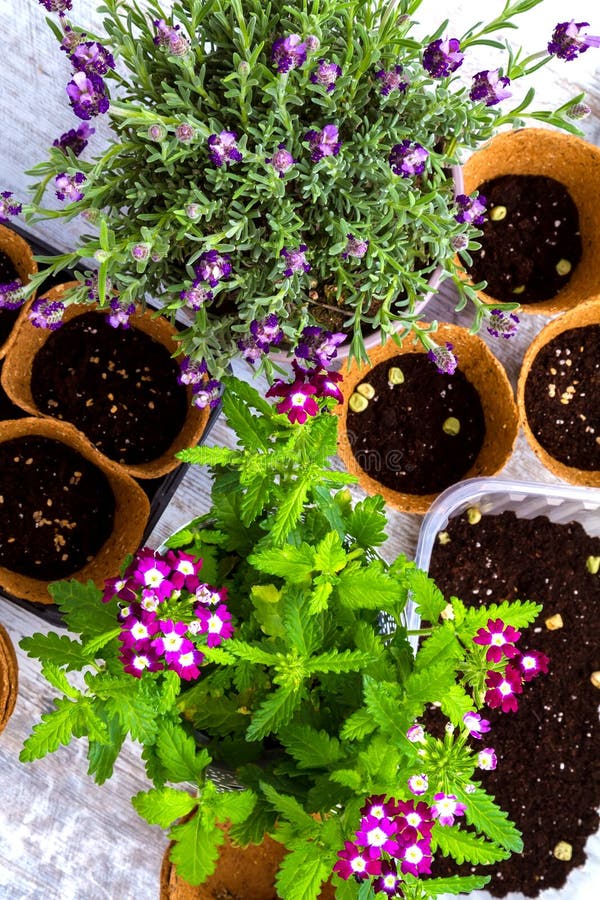 Planting flowers stock image. Image of housekeeping, domestic - 53543875