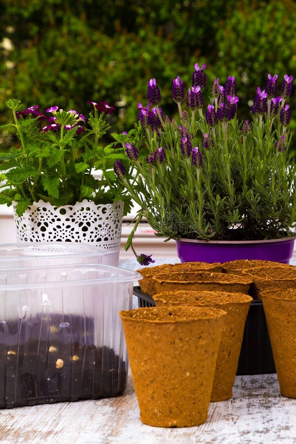 Planting flowers stock photo. Image of florist, digging - 61220628