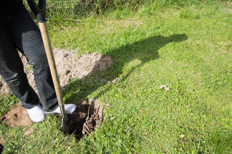 Planting Flowers on Your Own Plot. Shadow of a Man Planting Flowers on ...