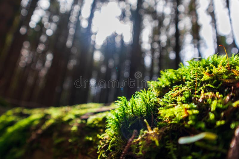 Planting Forest with Sun Rays in the Forest Stock Photo - Image of ...