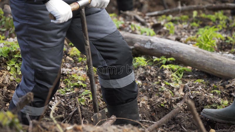 Planting Forests Manually. Reforestation on the Planet. Working Process ...