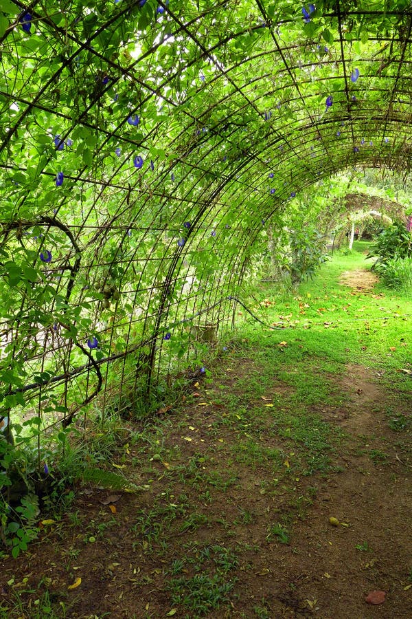 Planting Frame, Pea Plant, Organic Farm Stock Photo - Image of arch ...
