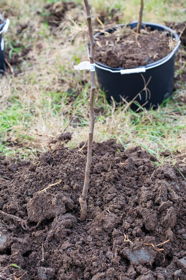 Planting Fruit Tree Seedlings for Growing in the Garden Stock Photo ...