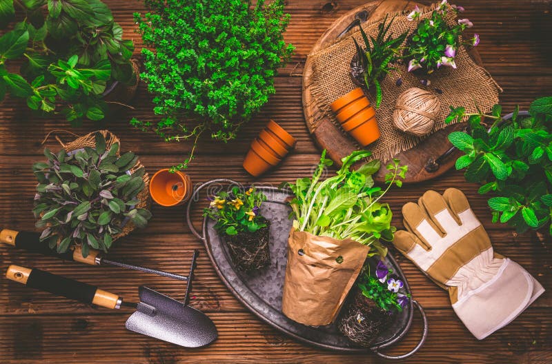 Planting and Gardening Concept - Herbs, Seedling and Plants Ready for ...