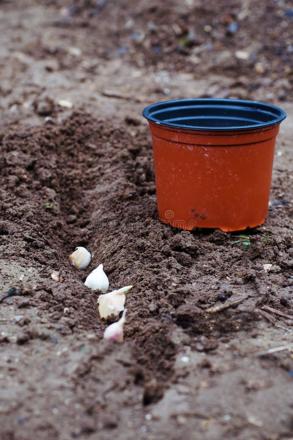 Planting Garlic into the Ground Stock Image - Image of kitchen, gloves ...
