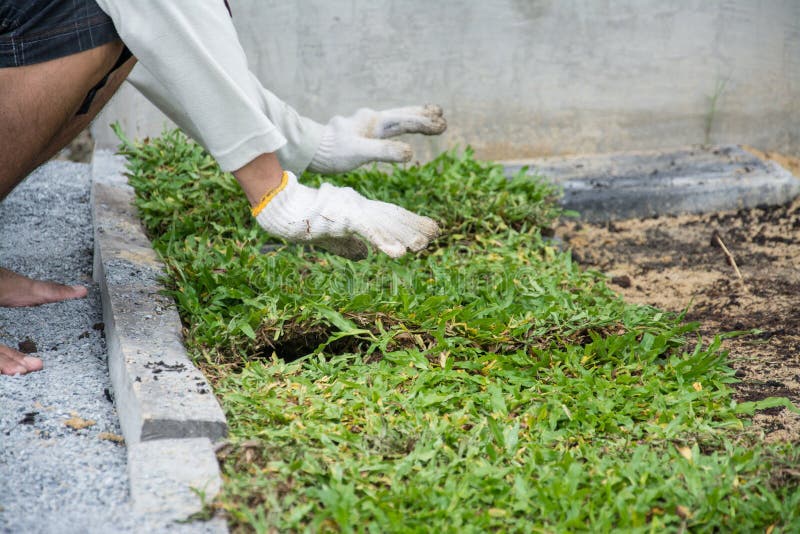 Planting Grass Sheet on Ground, Stock Photo - Image of outdoor ...