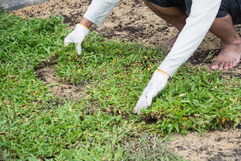 Planting Grass Sheet on Ground, Stock Photo - Image of landscaping ...