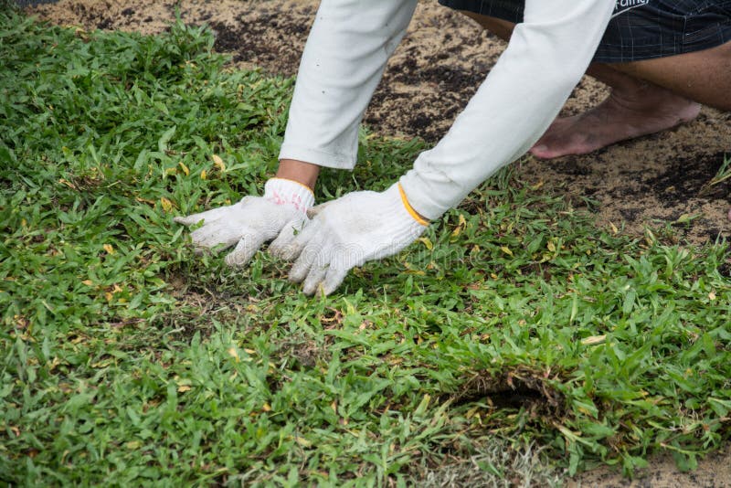 Planting Grass Sheet on Ground, Stock Image - Image of green, edging ...