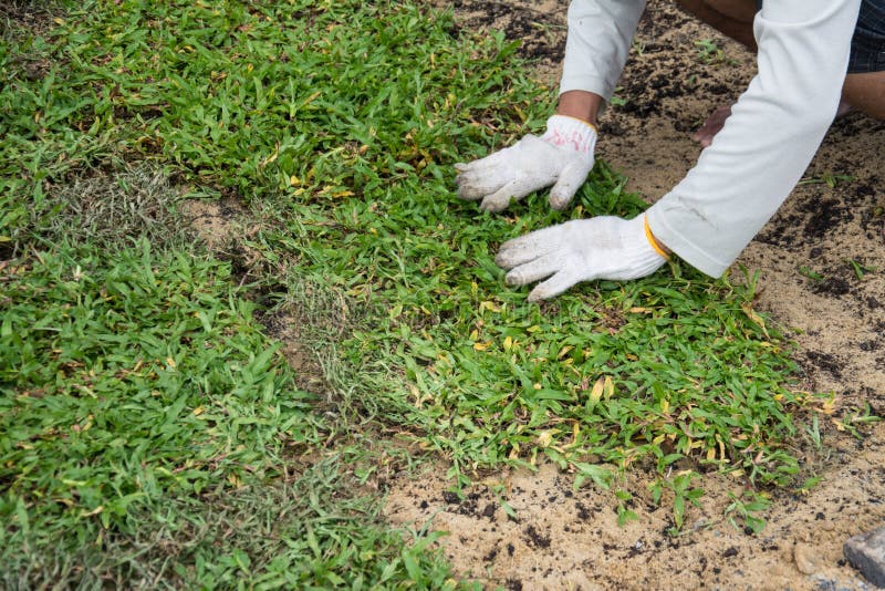 Planting Grass Sheet on Ground, Stock Image - Image of laying, nature ...