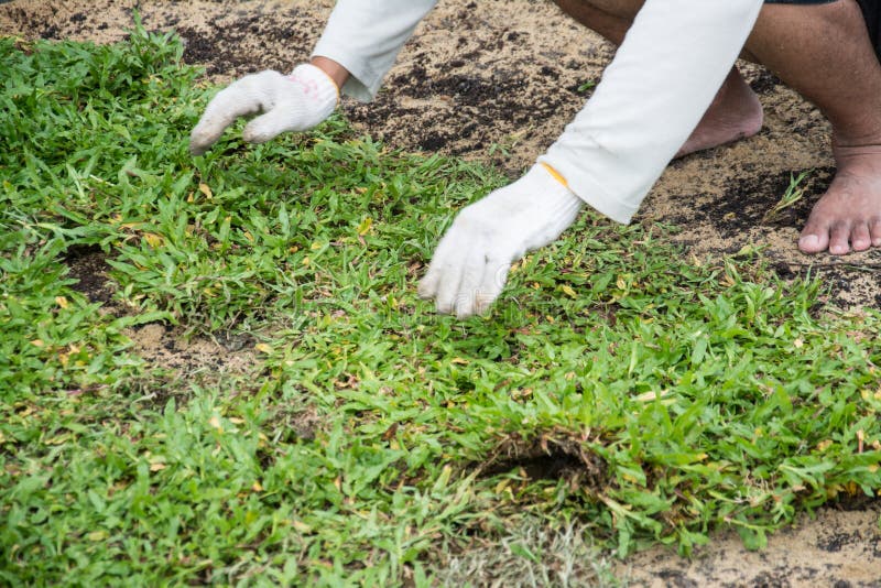Planting Grass Sheet on Ground, Stock Photo - Image of layer, lawn ...