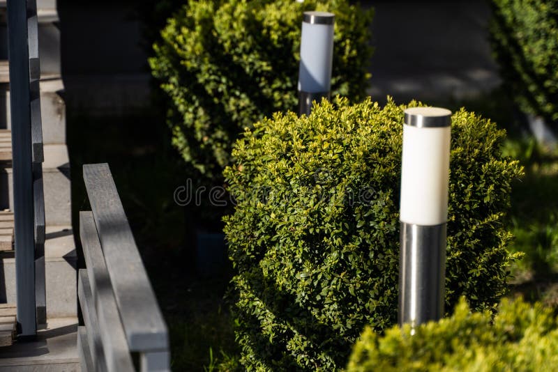 Planting of Green Bushes of Square Shape in Perspective. Rectangular ...