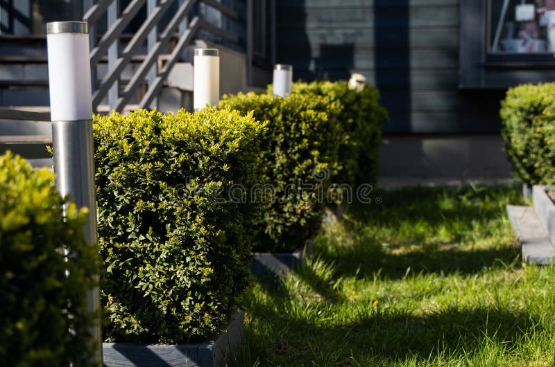 Planting of Green Bushes of Square Shape in Perspective. Rectangular ...