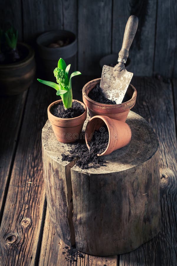 Planting Green Plants in the Rustic Wooden Cottage Stock Photo - Image ...