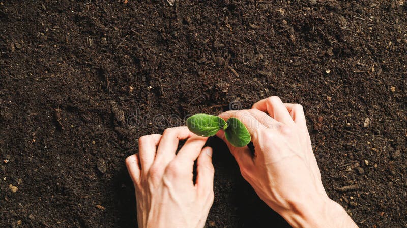 Planting Green Seedling in the Ground Stock Photo - Image of conserve ...