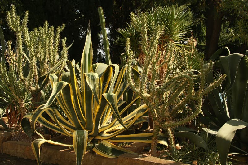 Planting of greenery stock photo. Image of plants, trees - 27231246
