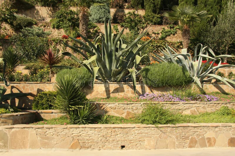 Planting of greenery stock image. Image of shrubs, vegetation - 27231361