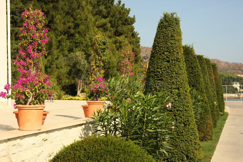Planting of greenery stock image. Image of hedge, landscape - 27231387