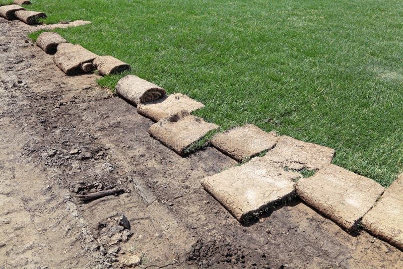 Planting of greenery stock image. Image of lawn, laying - 55994677
