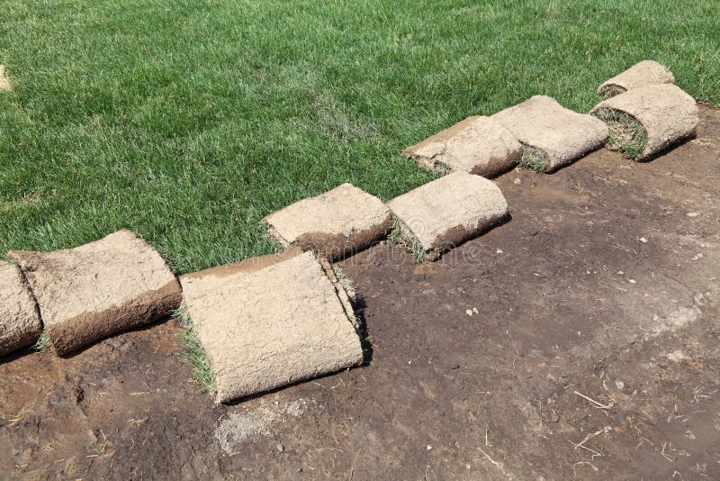 Planting of greenery stock photo. Image of earth, herb - 55995202