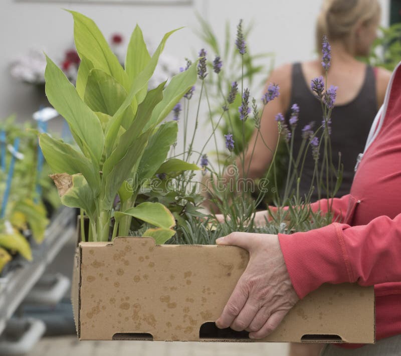 Planting in the Ground for Crop Production Stock Image - Image of earth ...