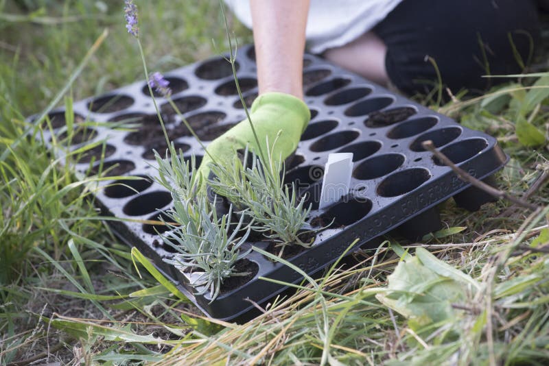 Planting in the Ground for Crop Production Stock Photo - Image of ...