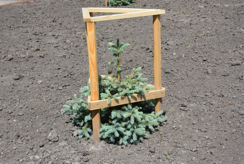 Planting and Growing Blue Spruce in the Garden Stock Image - Image of ...