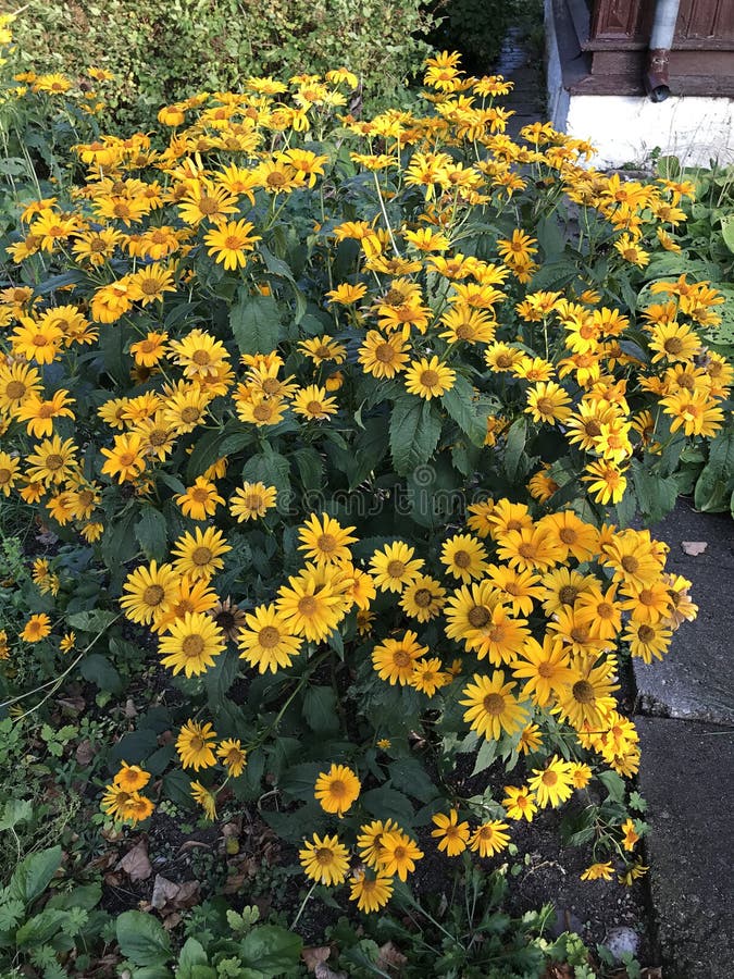 Planting Heliopsis Tuscan Sun in Lithuania. Stock Photo - Image of ...