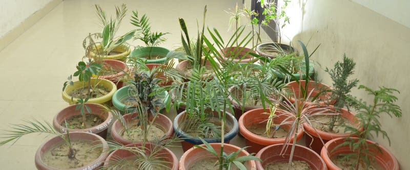 Planting in home stock photo. Image of leave, tree, home - 167041392